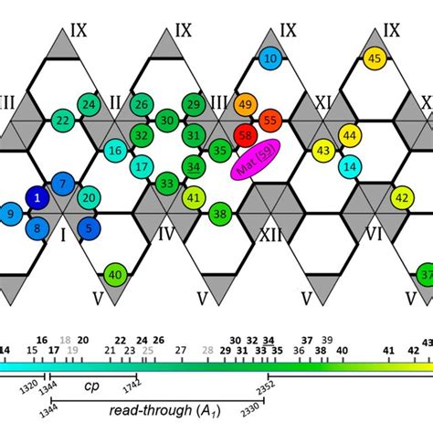 Operator Like Rna Stem Loops In The Grna That Interact With The Capsid