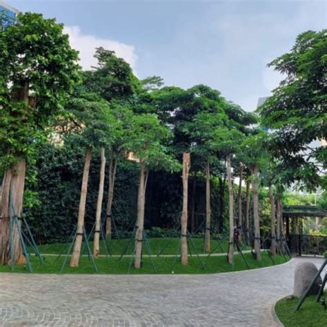 Jual Pohon Pule Besar Solusi Tepat Untuk Taman Yang Elegan Dan Sejuk Agro Bejo Tani