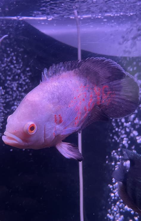 Help R Cichlid