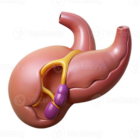 3d Model Of Human Pancreas Stomach And Duodenum 55063688 Png