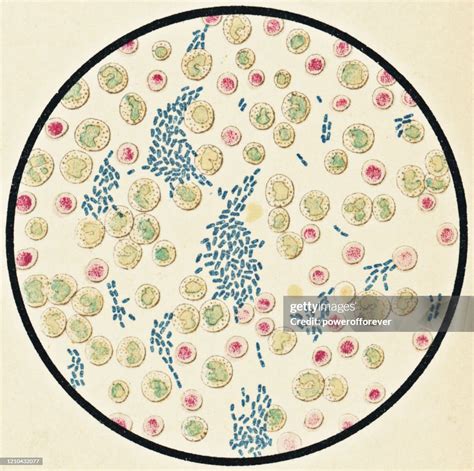 Salmonella Typhi Cell
