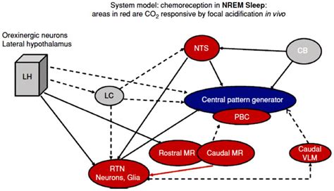 Central Chemoreceptors Locations And Functions Abstract Europe Pmc
