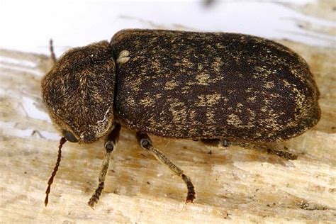 Sciwhy The Singing Lice That Are Not Lice