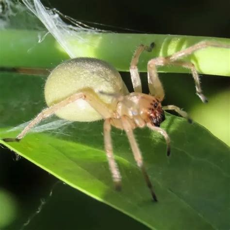 Spiders In Washington 39 Species