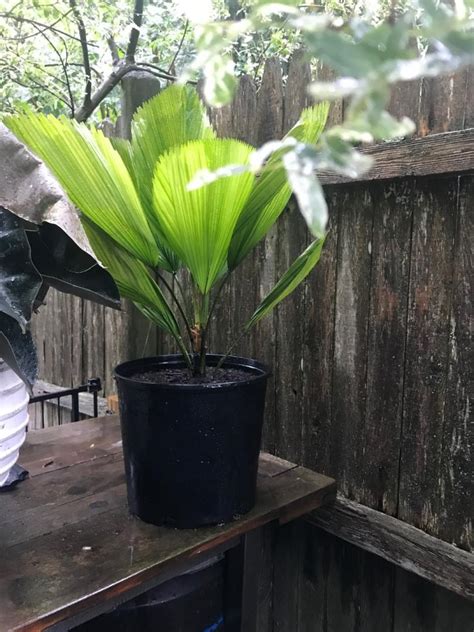 Licuala Grandis Palms In Pots Palmtalk