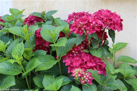 Hydrangea Macrophylla • Floravegeu