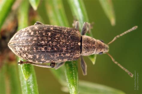 Photo 89588 Polydrusus Pilosus