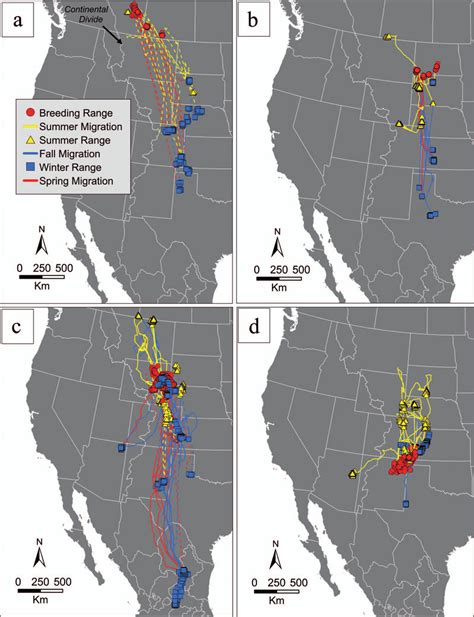 Year Round Migration Patterns Of Adult Ferruginous Hawks Breeding In