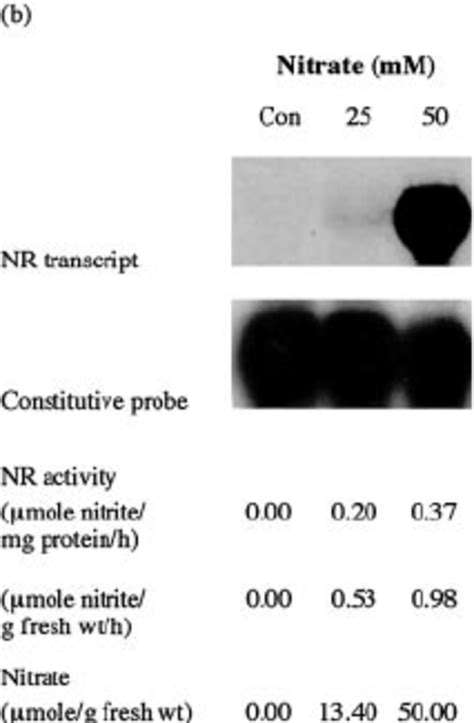 A Distribution Of Total Nitrate Reductase Transcript Nitrate