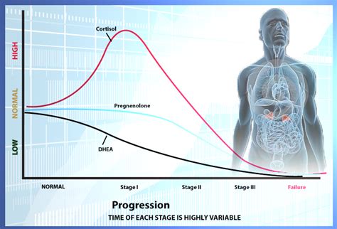 10 Tips To Boost Dhea Levels For Healthy Skin And Hormones
