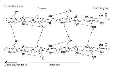 The Structure And The Inter And Intra Chain Hydrogen Bonding Pattern In
