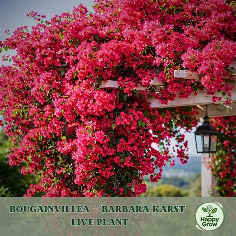 Bougainvillea ‘barbara Karst Live Plant Vibrant Red Climbing Vine Etsy