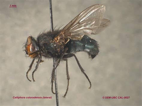 Calliphora