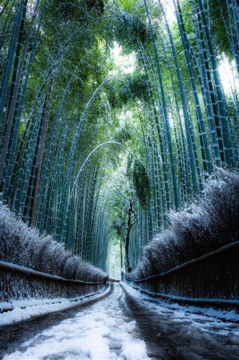 Arashiyama Bamboo Forest In Winter 🌨 Also Known As Sagano Bamboo