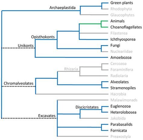 The Tree Is Redrawn From Tolwebogeukaryotes Blue Lines