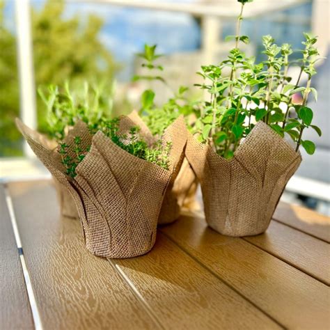 משתלת גלילות Plants4u משתלה אונליין כולל משלוחים עד הבית