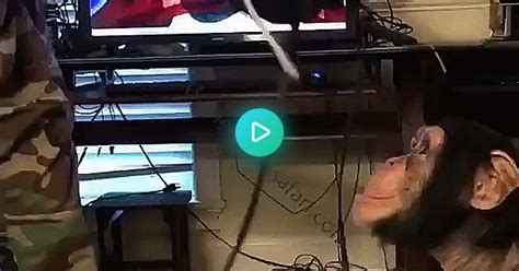 Chimp Tries A Vr Headset Album On Imgur