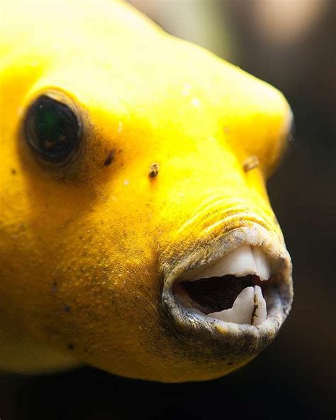 Puffer Fish With Buck Teeth At Michelle Mowery Blog