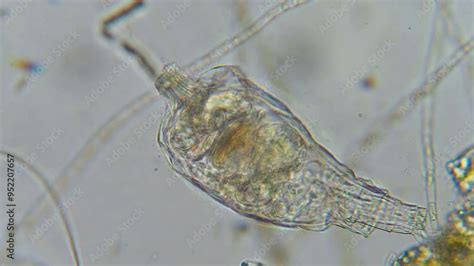 Research Scientists Unicellular Organisms Soil Microorganisms Under