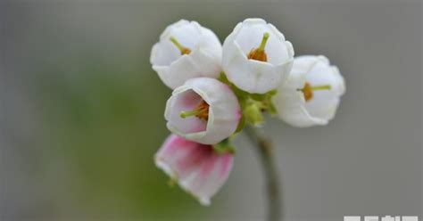 깜찍한 블루베리 꽃