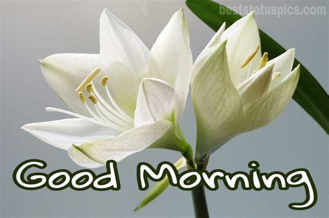 Good Morning Lotus Lily Flower Images Hd Best Status Pics