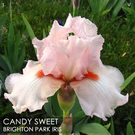 Candy Sweet Historic Iris Preservation Society