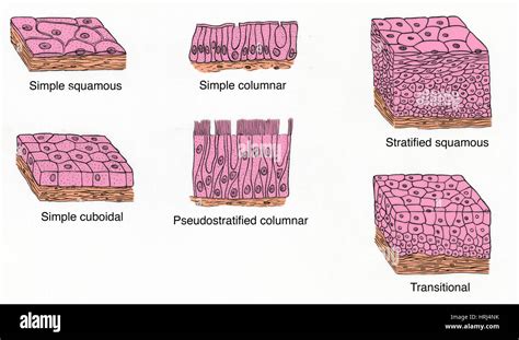 O Que é Epitelios Escamoso Retoedu