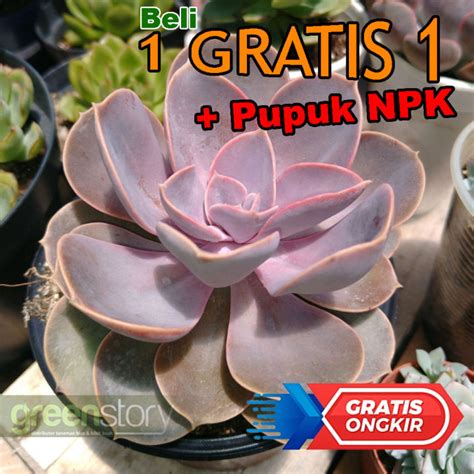 Bunga Sukulen Echeveria Skulen Lazada Indonesia