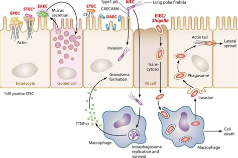 E Coli Pathotypes Etec Epec Ehec Eaec Eiec Daec