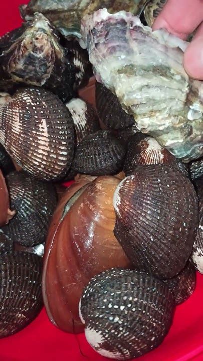 Marisco Fresco De Acaponeta Tepic Nayarit Ostion Almeja Chocolata Y