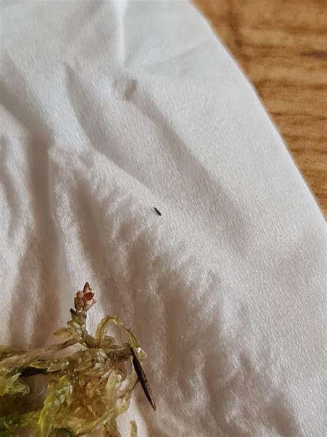 Should I Be Worried Of These Tiny Jumping Insects On My Spagnum Moss Rplantclinic