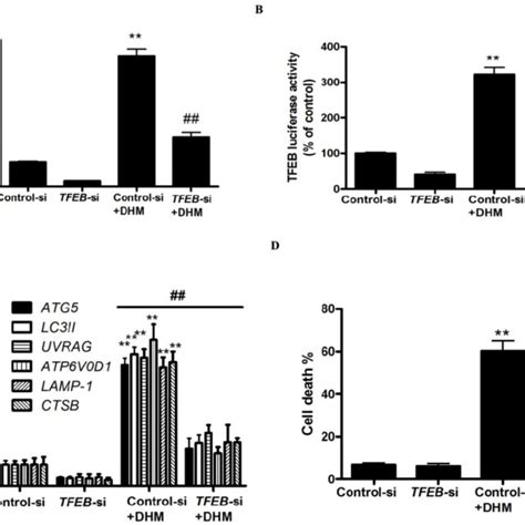 Tfeb Mediates Dhm Induced Autophagy A The Mrna Levels Of Tfeb Were