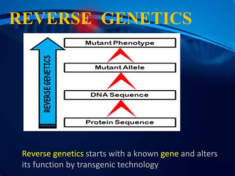 Forward And Reverse Genetics Pptx