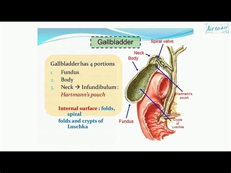 Gallbladder Anatomy Hartmann Pouch