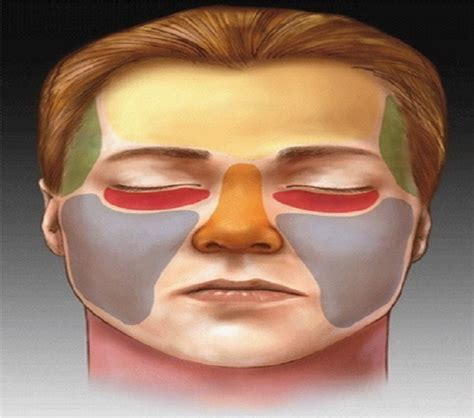 Epidermal Thickness Diagram Quizlet