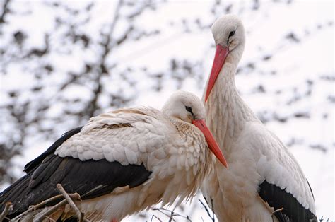 Definitive Guide To White Stork Facts Habitat Conservation Status