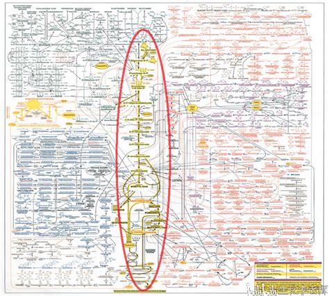 糖代谢特点及糖的消化吸收和转运 哔哩哔哩