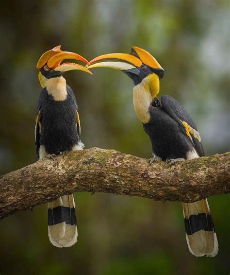 A Pair Of The Great Indian Hornbill” At Kaziranga National Park Assam