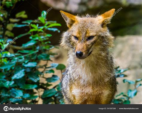 Jackal Face