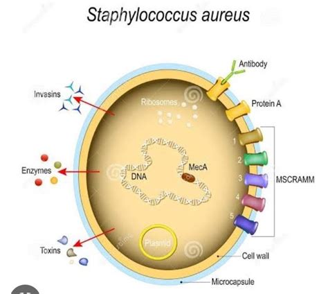 Difference Between The Staphylococcus And Streptococcus