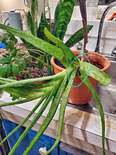 Wit On My Aloe Effected Leaf Is A Bit Limp Should I Cull The Leaf