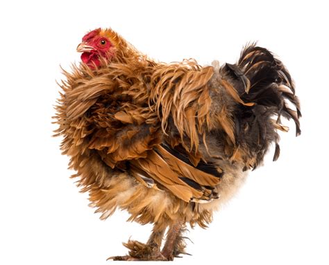 Feathers Are Ruffled And Fur Is Flying In Financial Plannings Research Community Fee Only