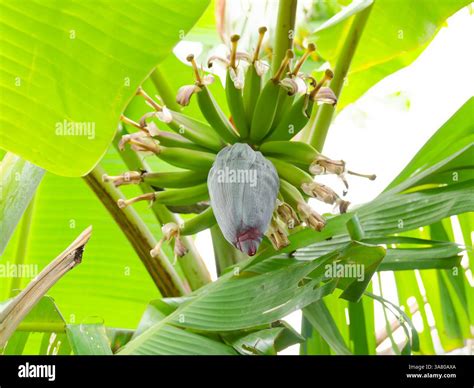 Banana Flower With Developing Bananas In A Garden In Jinotega