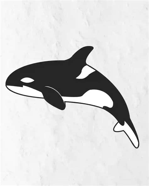 How To Draw Orca In Simple And Easy Steps How To Draw An Orca How To