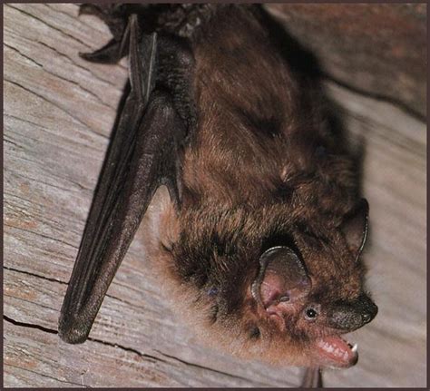Bat Species On Denman Denman Conservancy Association