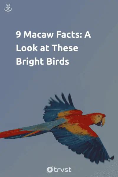 9 Macaw Facts A Look At These Bright Birds