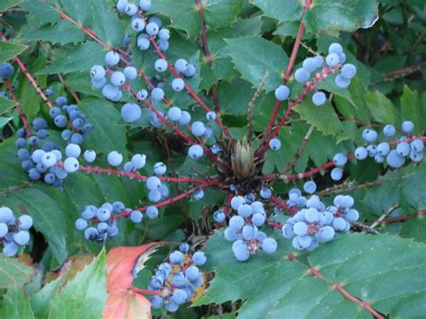 June 2015 Native Plants Pnw