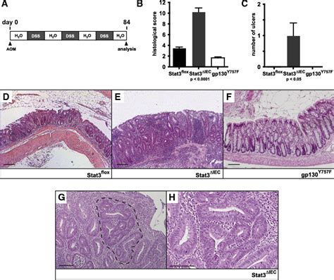 Enterocytes Semantic Scholar