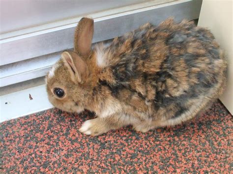 白百合幼児園 新人の登場です。‼ 昨年亡くなったウサギの替わりを探していましたが市内の小学校からかわいい赤ちゃんう