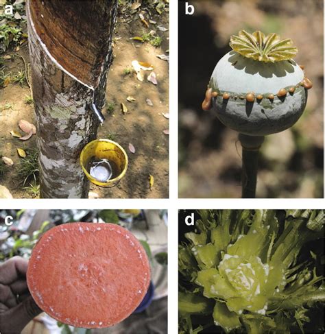 Latex Exudation From Agricultural Plants A Rubber Tree Hevea